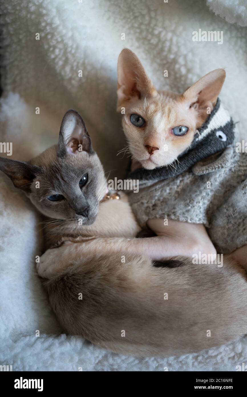 A Siamese and Sphinx cats sitting together one with its paw on the ...
