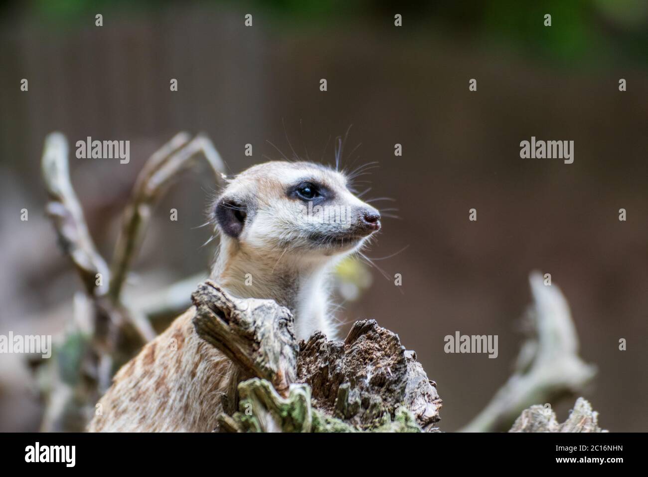 Close up of a meerkat in an animal park in Germany Stock Photo - Alamy