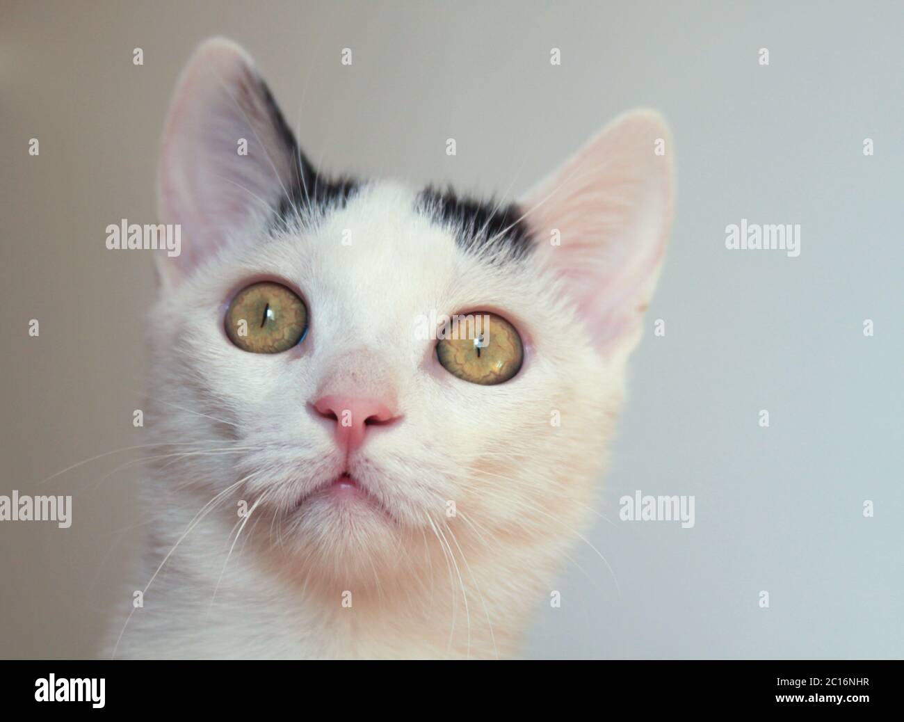 Cat head portrait on white background, cat playing detail Stock Photo - Alamy