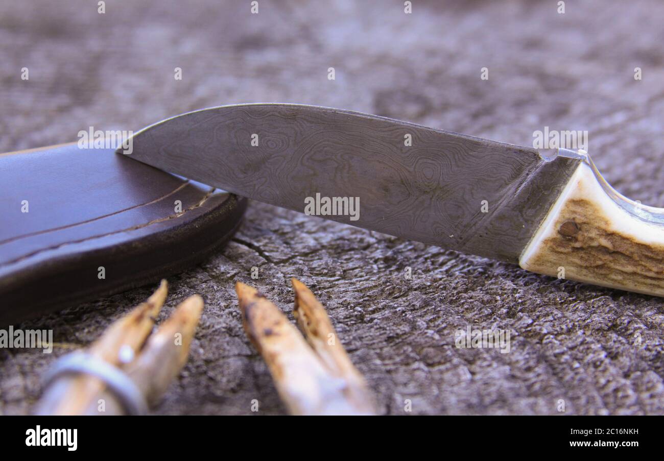 Camping damascus blade knife, sheath and sticks on old wooden log, in ...