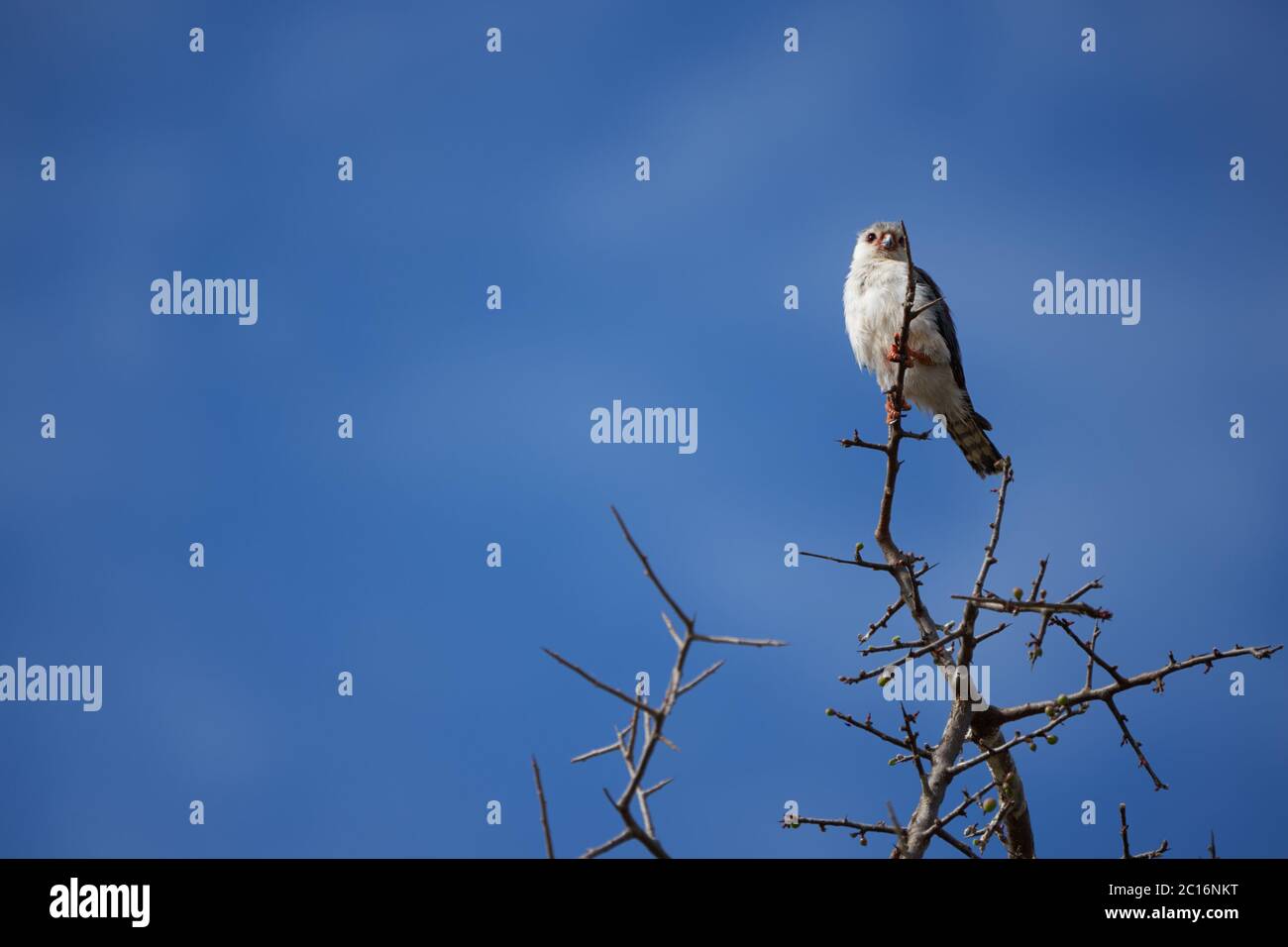 Pygmy falcon African small predator tree portrait Stock Photo - Alamy