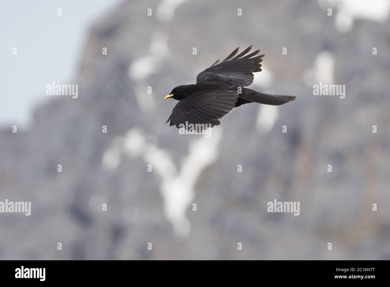 Alpine chough yellow billed Pyrrhocorax graculus crow Pyrrhocorax ...