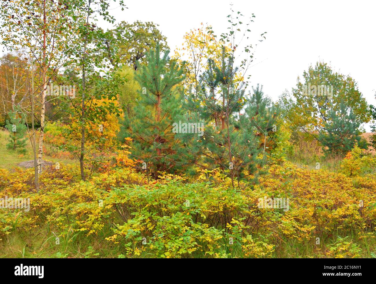 Early autumn landscape hi-res stock photography and images - Alamy