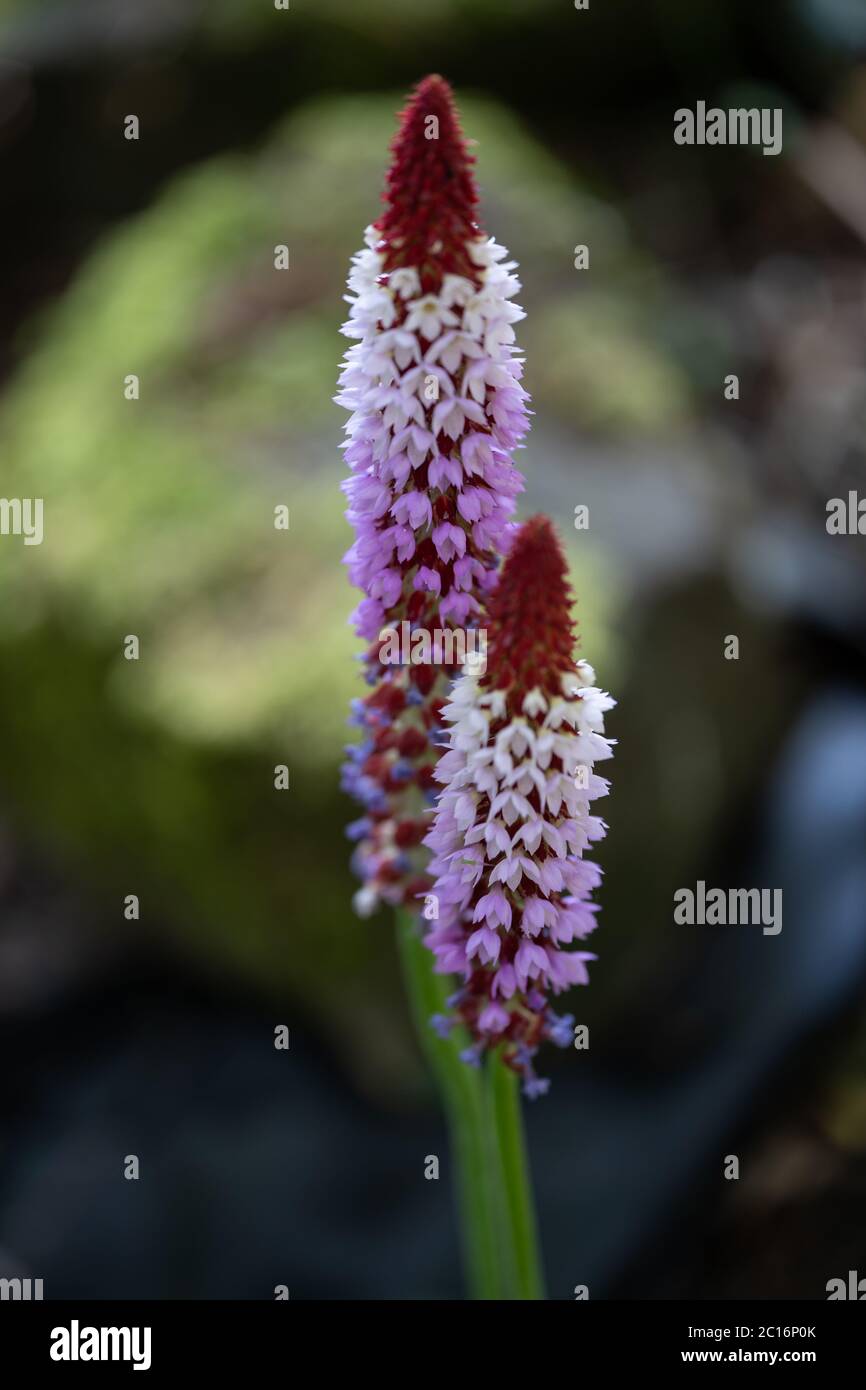 Orchid primrose (Primula vialii), UK Stock Photo - Alamy