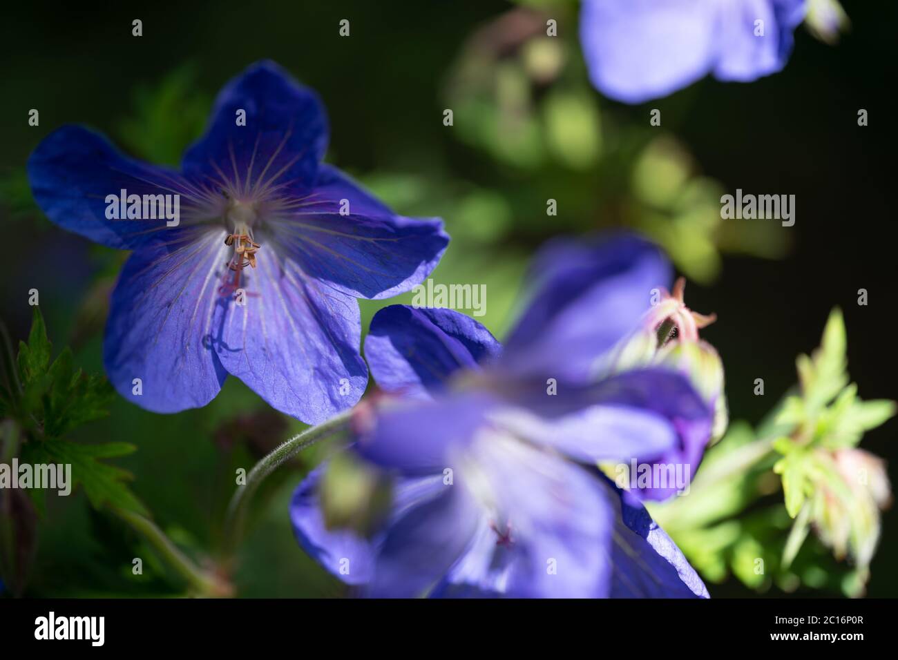 Geranium johnsons blue hi-res stock photography and images - Alamy