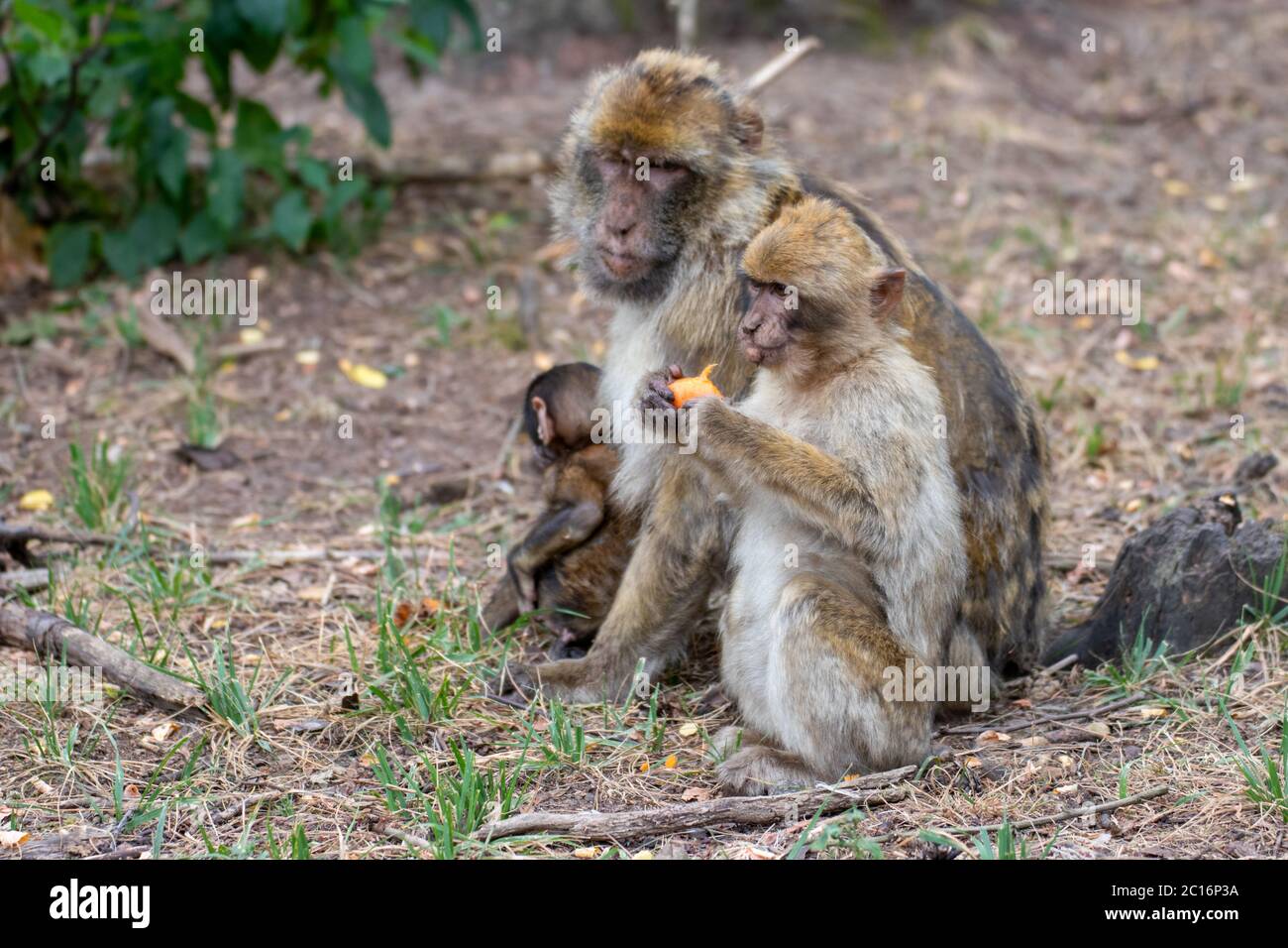 Close up of a monkey family in an animal park in Germany Stock Photo ...