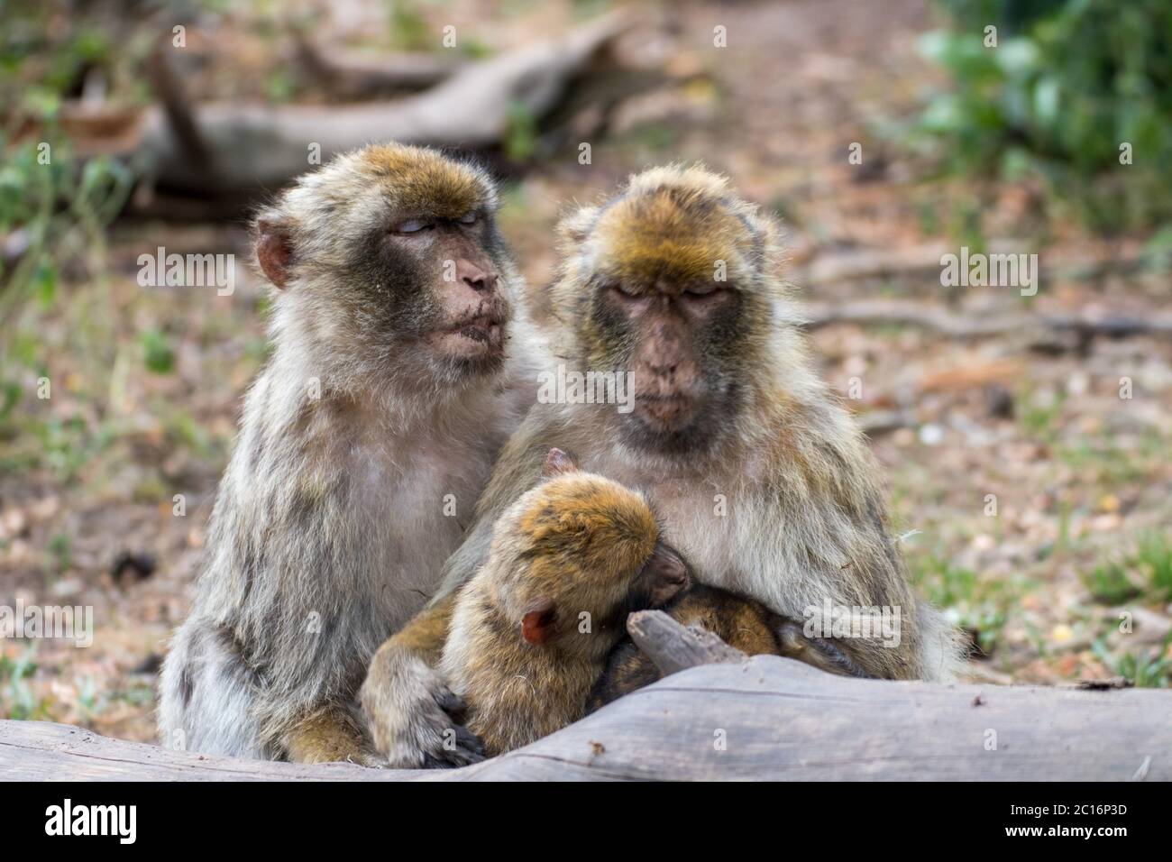 Close up of a monkey family in an animal park in Germany Stock Photo ...