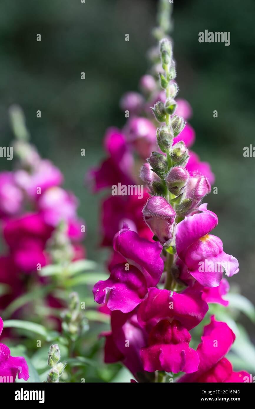 Snap dragon hi-res stock photography and images - Alamy