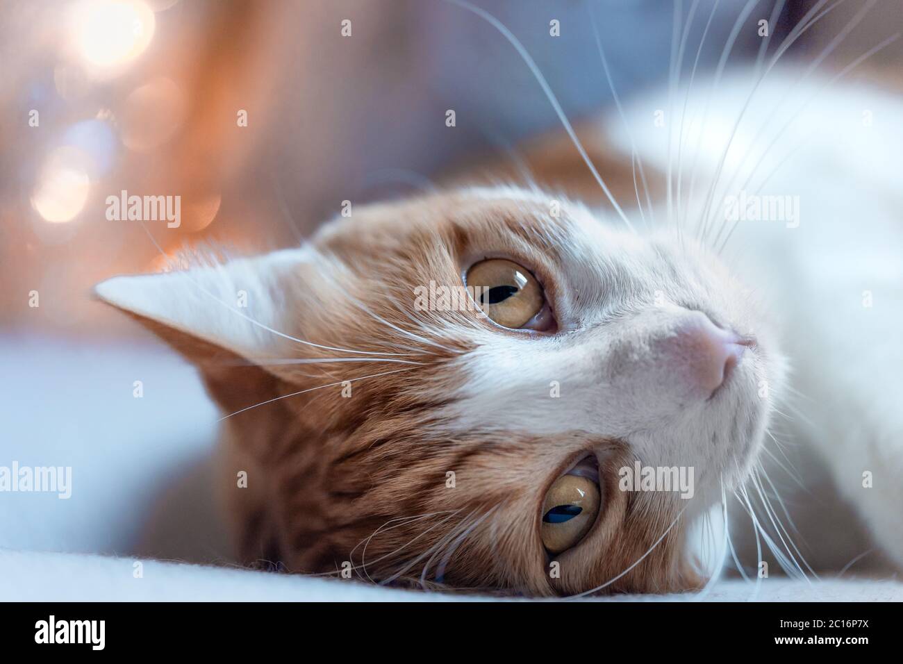Close up christmas tree lights cat hi-res stock photography and images ...
