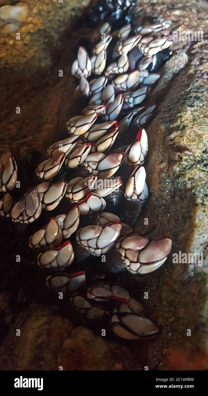 Barnacle seafood hi-res stock photography and images - Alamy