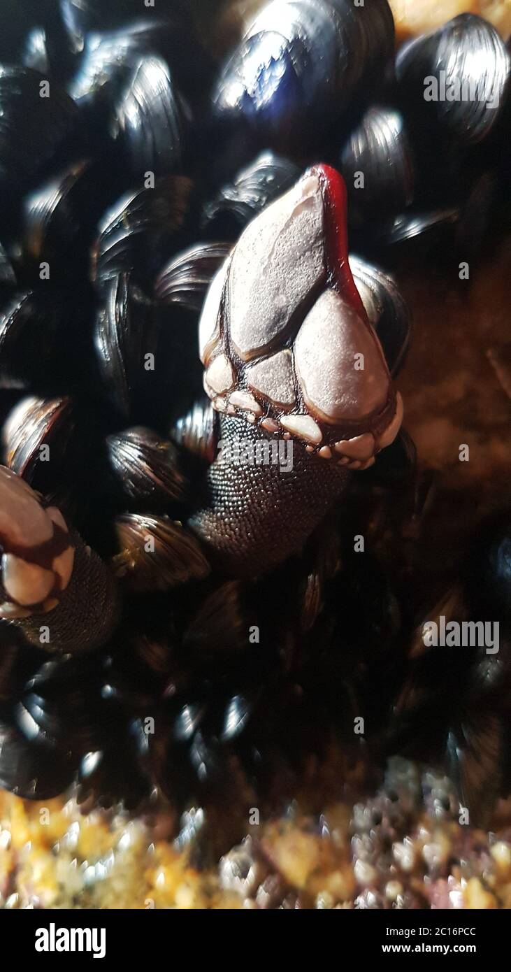 Closeup of living goose barnacles attached on rocks Stock Photo - Alamy