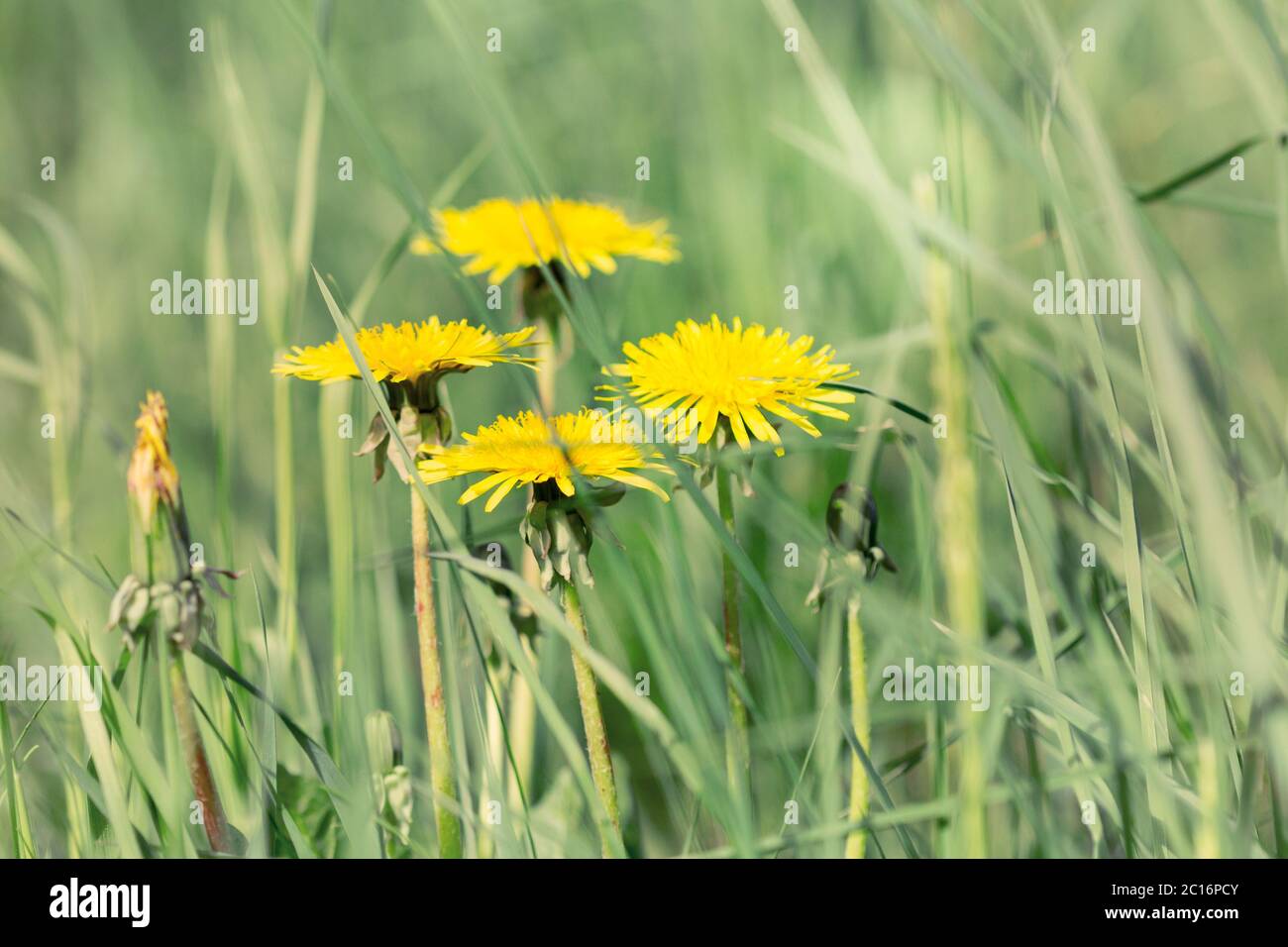 Spring flowers dandelions in a grass Stock Photo - Alamy