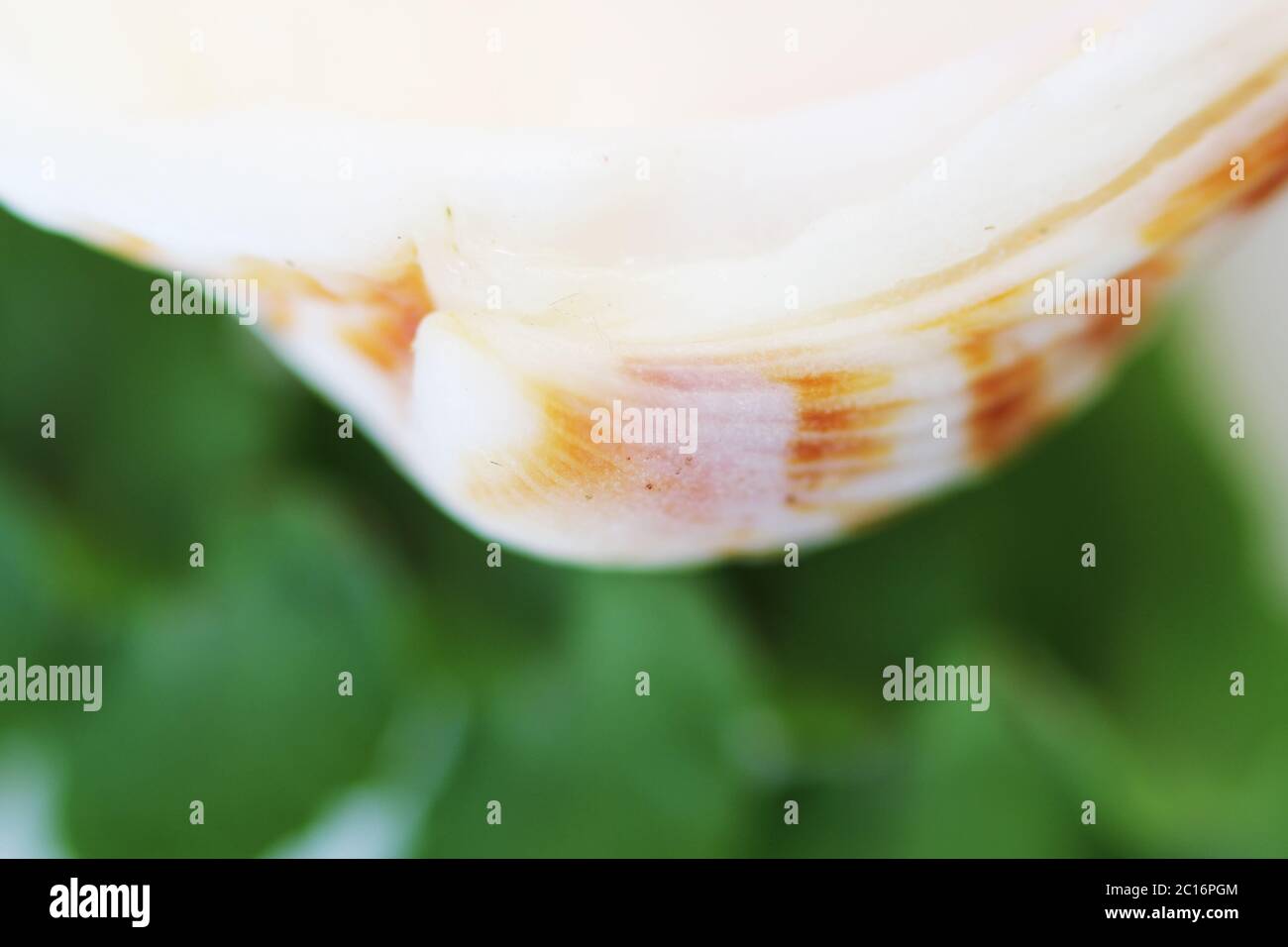 shell close up abstract macro photo Stock Photo - Alamy