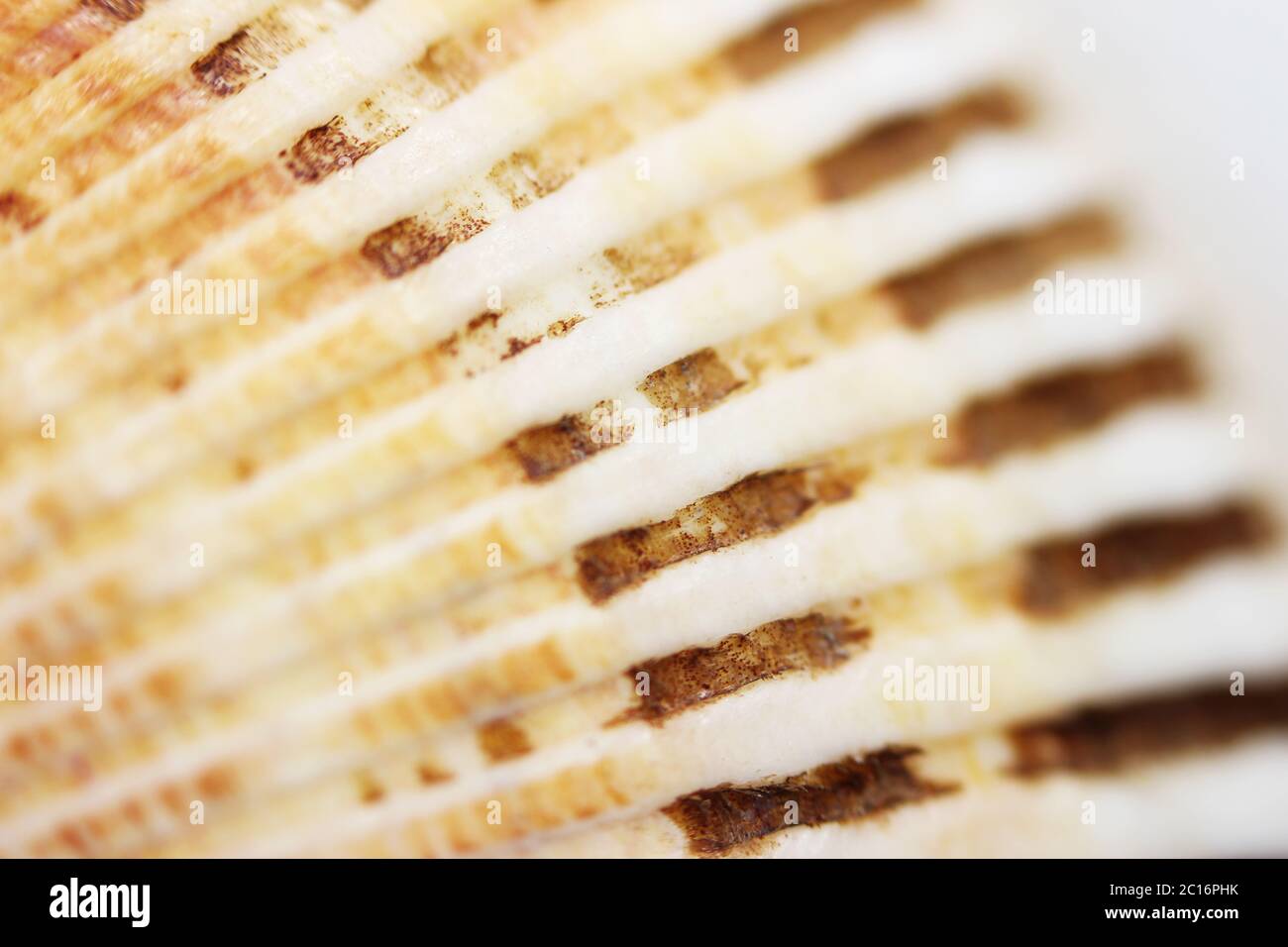 Macro photo seashell hi-res stock photography and images - Alamy