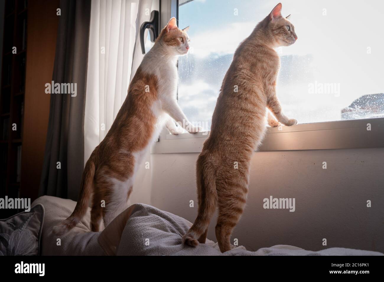 two domestic cats standing on the back of the sofa, look outside from ...