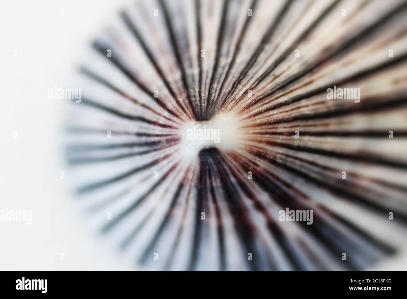 Macro photo seashell hi-res stock photography and images - Alamy