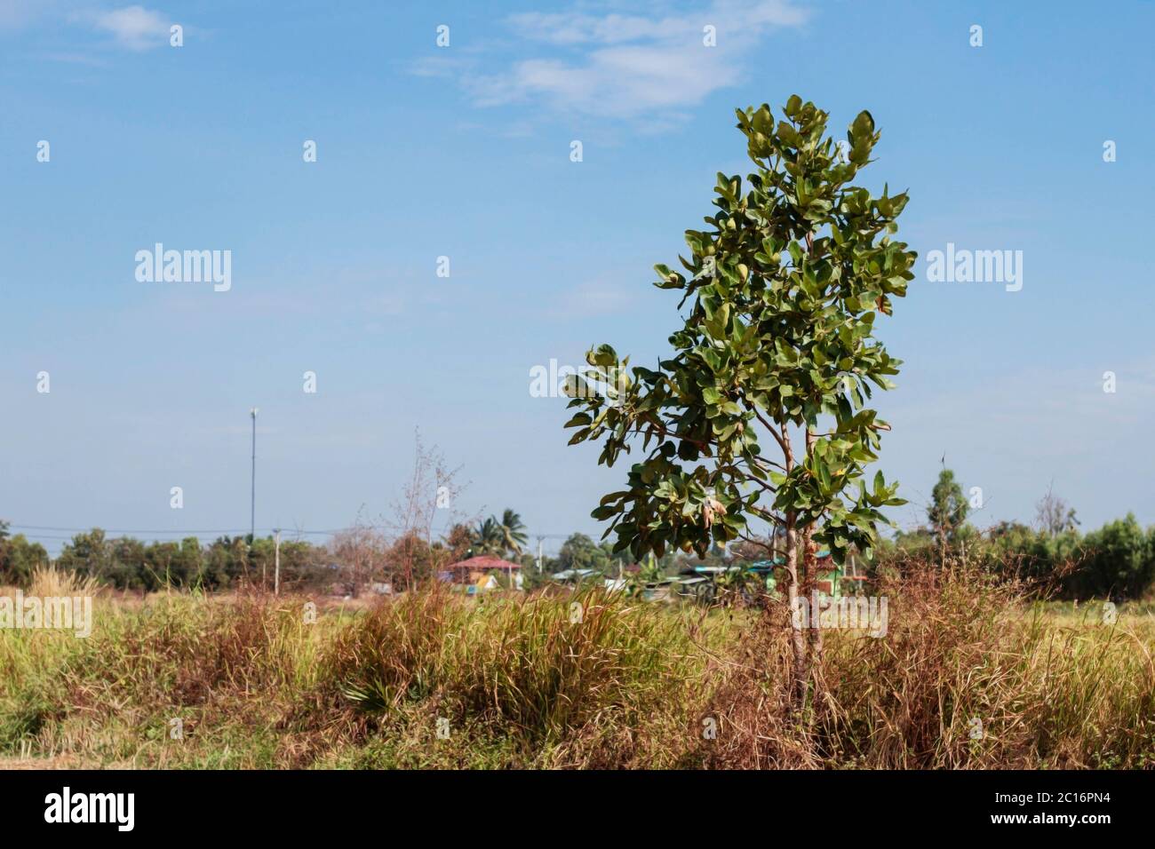 Trees in the countryside Stock Photo - Alamy