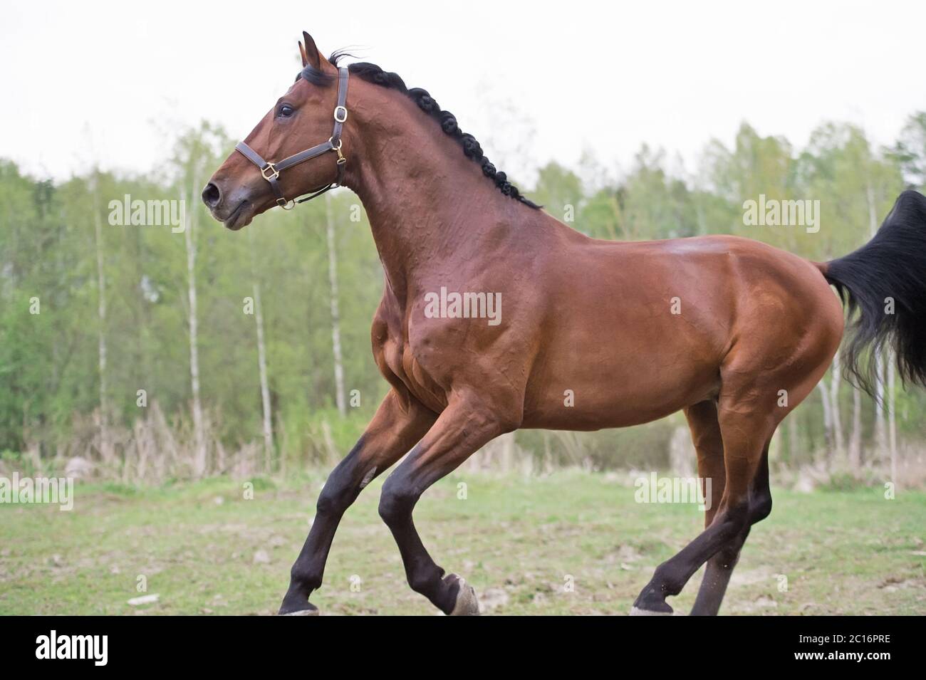Horse spring hi-res stock photography and images - Alamy
