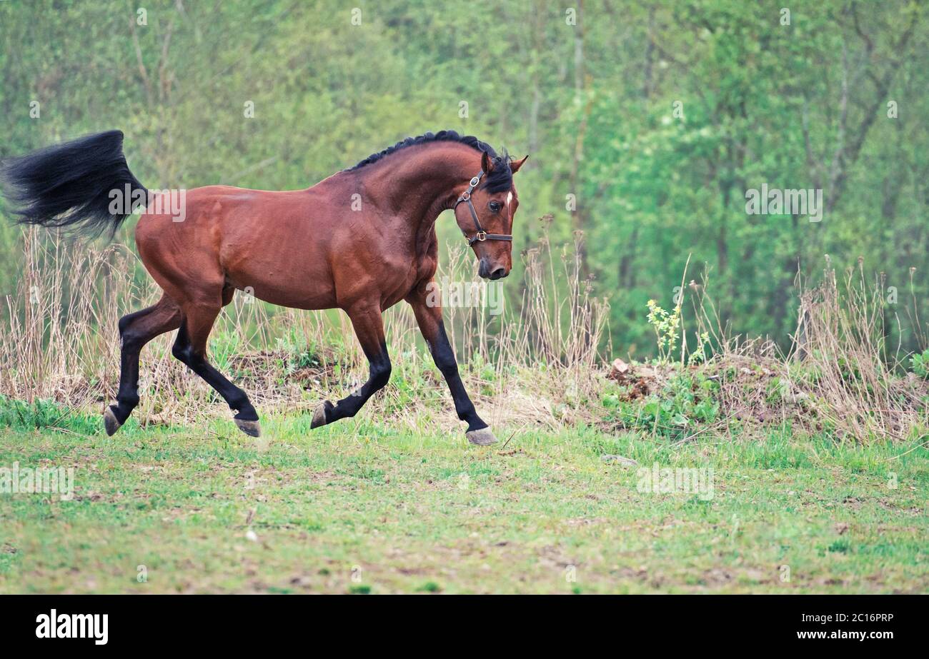 running bay horse. spring Stock Photo - Alamy