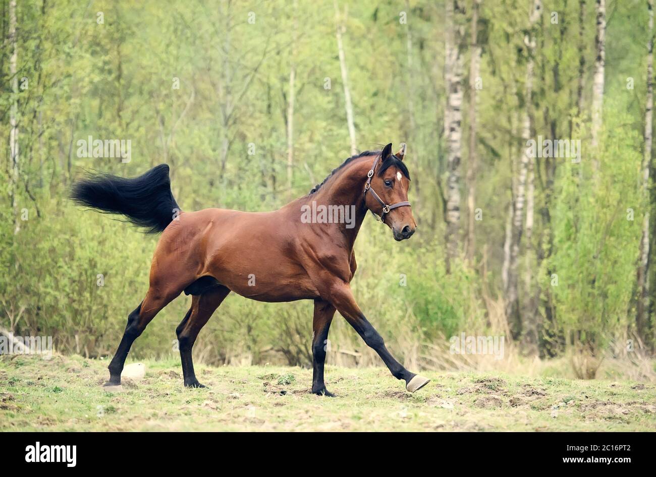 cantering bay horse. spring Stock Photo - Alamy