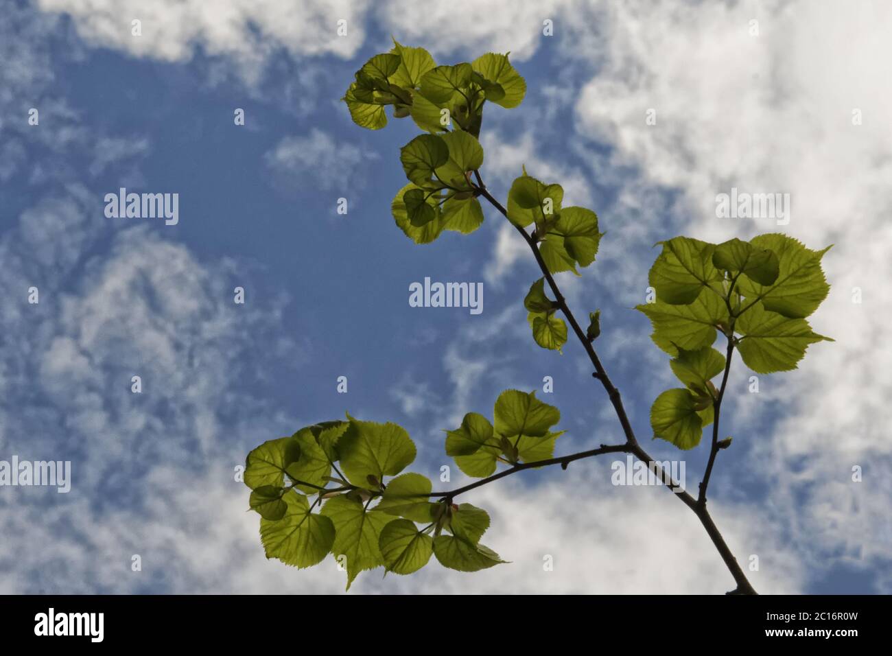 Branch of linden tree on the blue sky Stock Photo - Alamy
