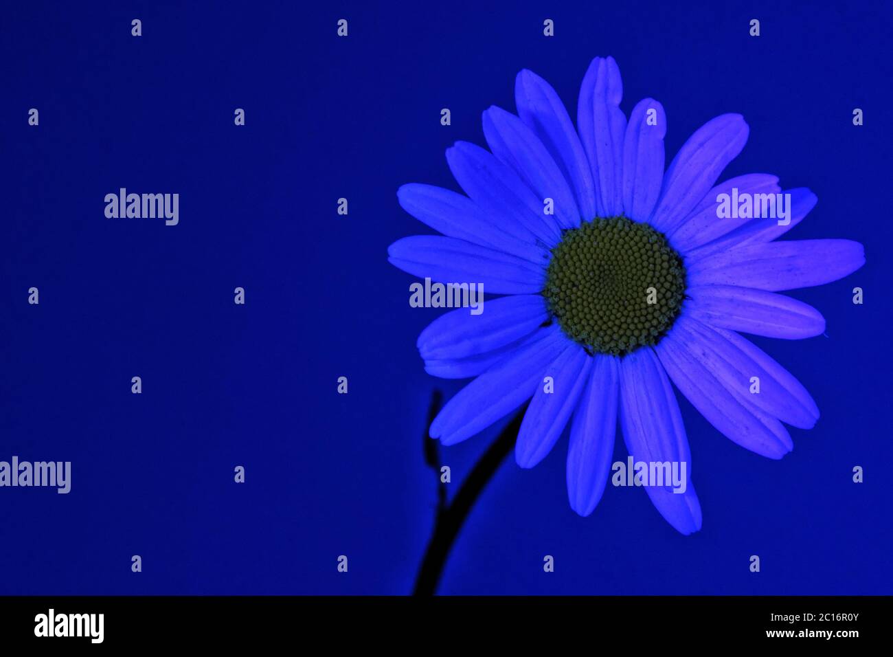 Flower uv light hi-res stock photography and images - Alamy