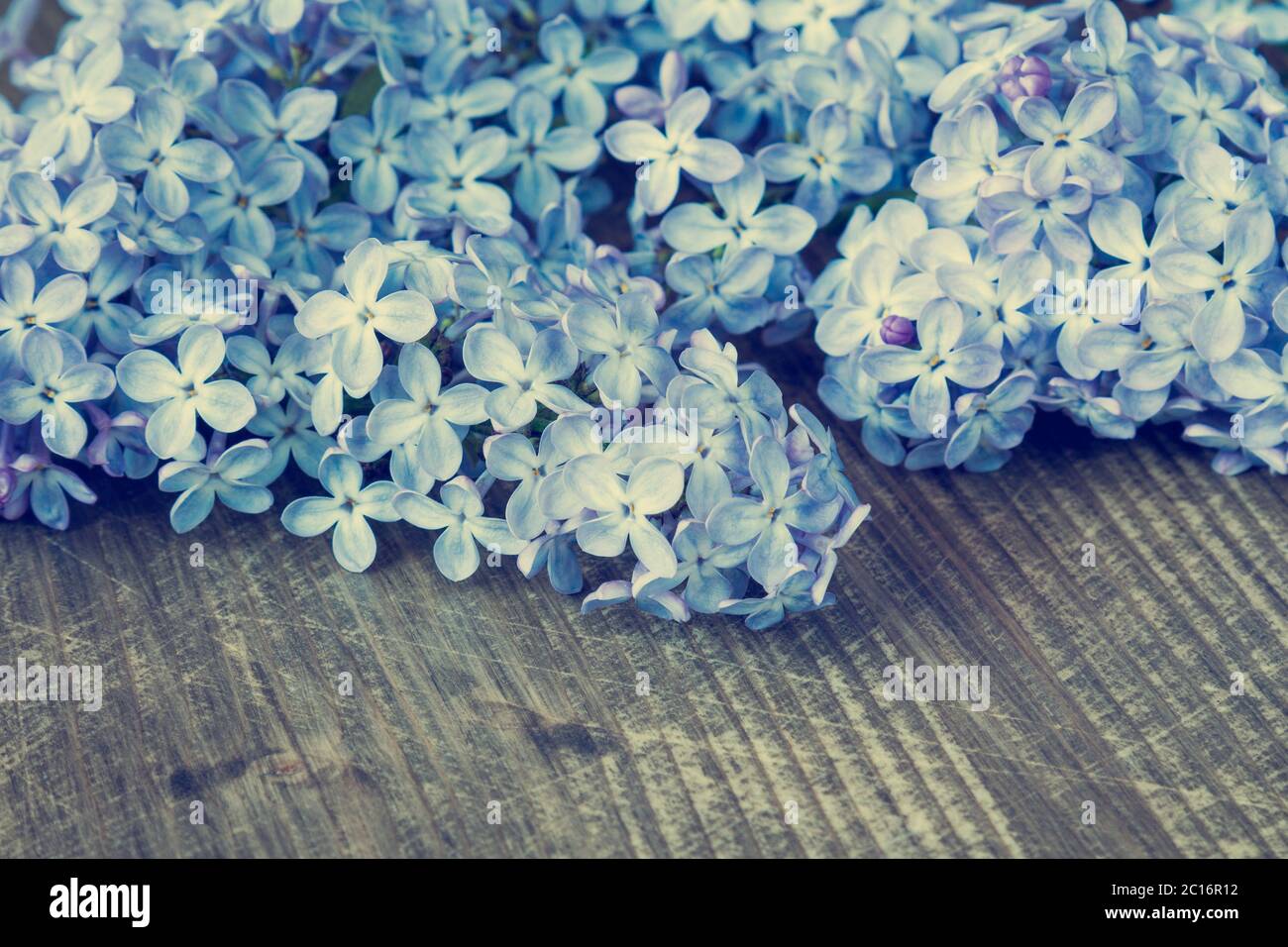 Blue lilac flowers hi-res stock photography and images - Alamy