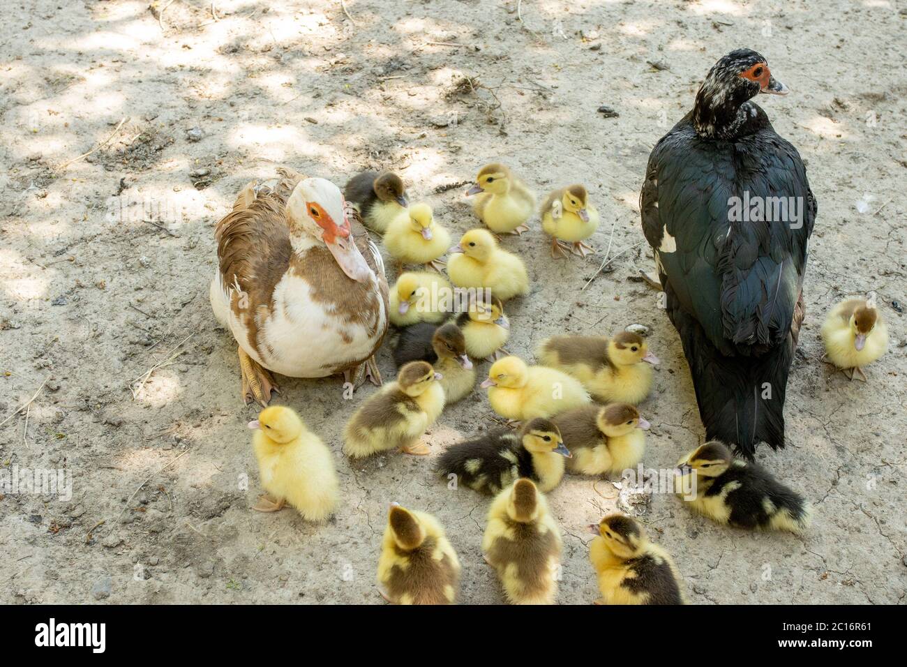Mother duck with her ducklings. There are many ducklings following the ...
