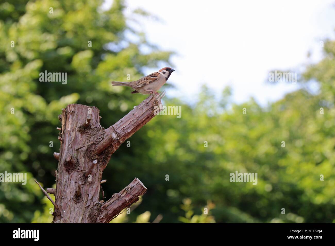 House sparrow on a tree stump in Germany, wildlife Stock Photo - Alamy