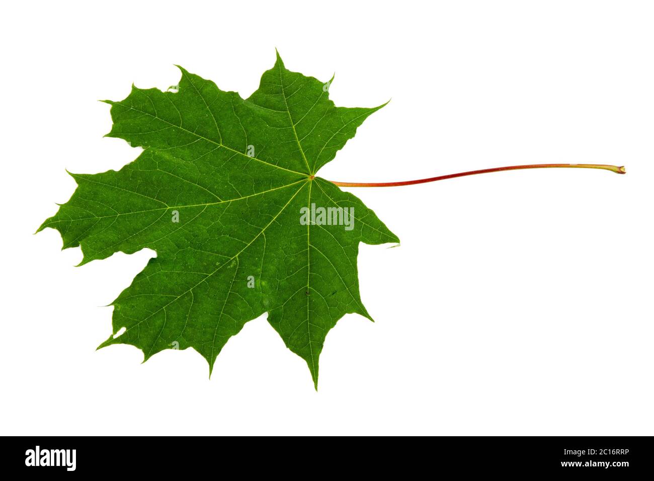 Maple leaf on a white background Stock Photo - Alamy