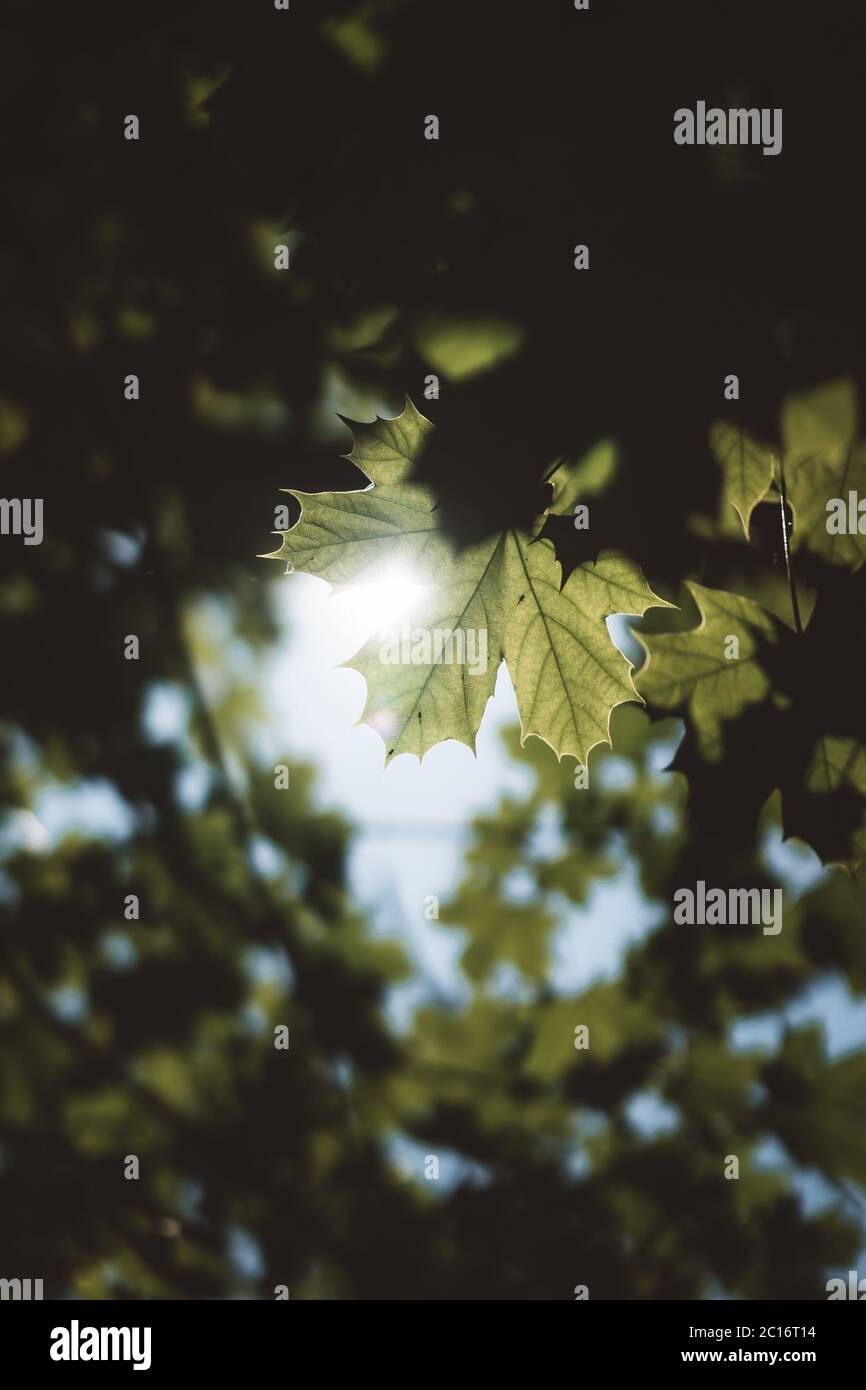 sunlight shining through the leaves of a tree Stock Photo - Alamy