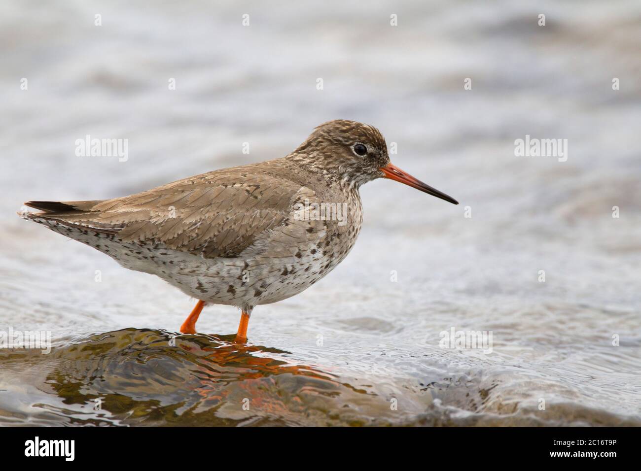 Common Redshank, Tringa totanus, Single adult standing in water at edge ...