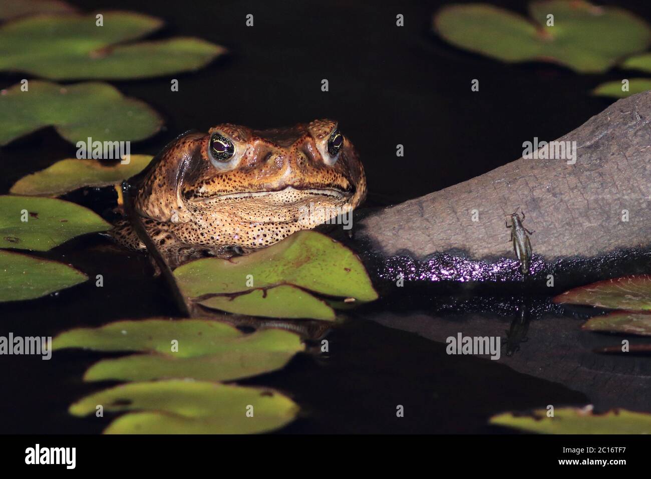 Cane toad frog (Rhinella diptycha) in the pond at night Stock Photo - Alamy