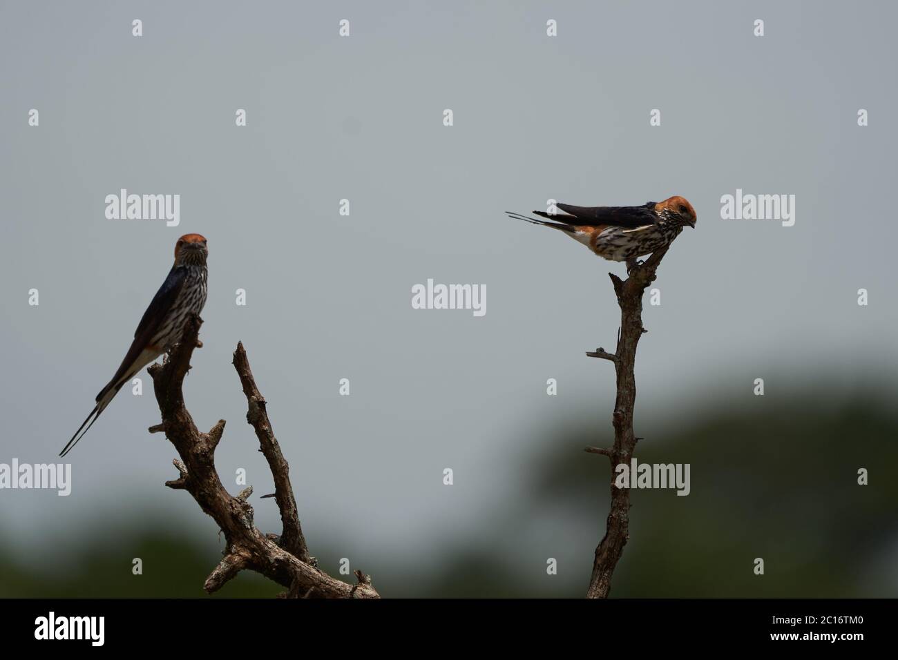 Greater striped swallow cecropis cucullata hi-res stock photography and ...