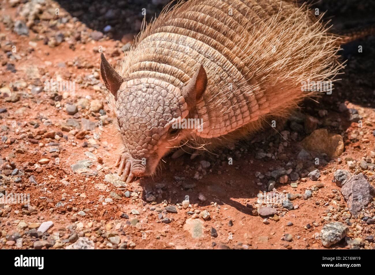 Hairy armadillos hi-res stock photography and images - Alamy