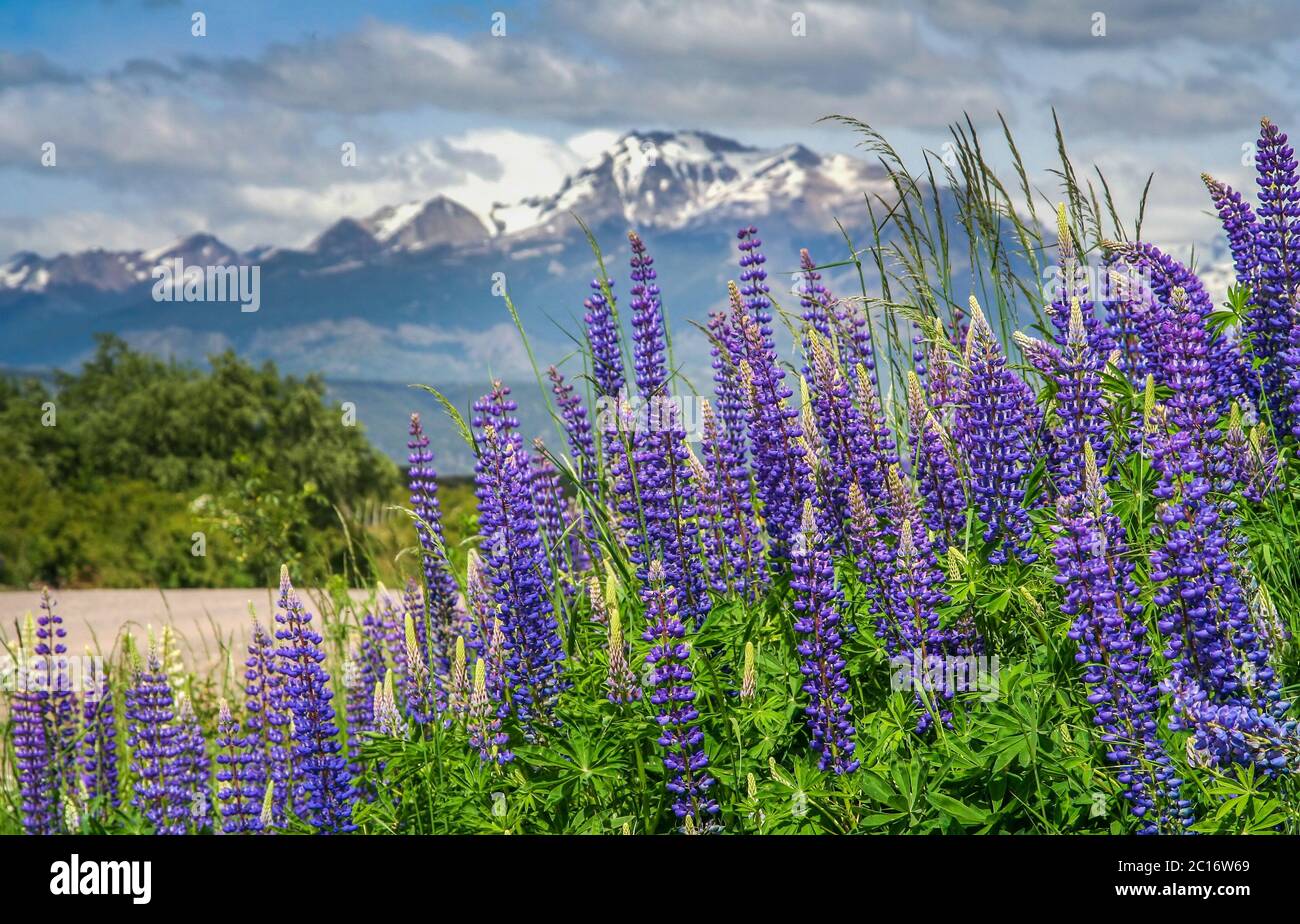Lupin Field in Patagonia Stock Photo - Alamy