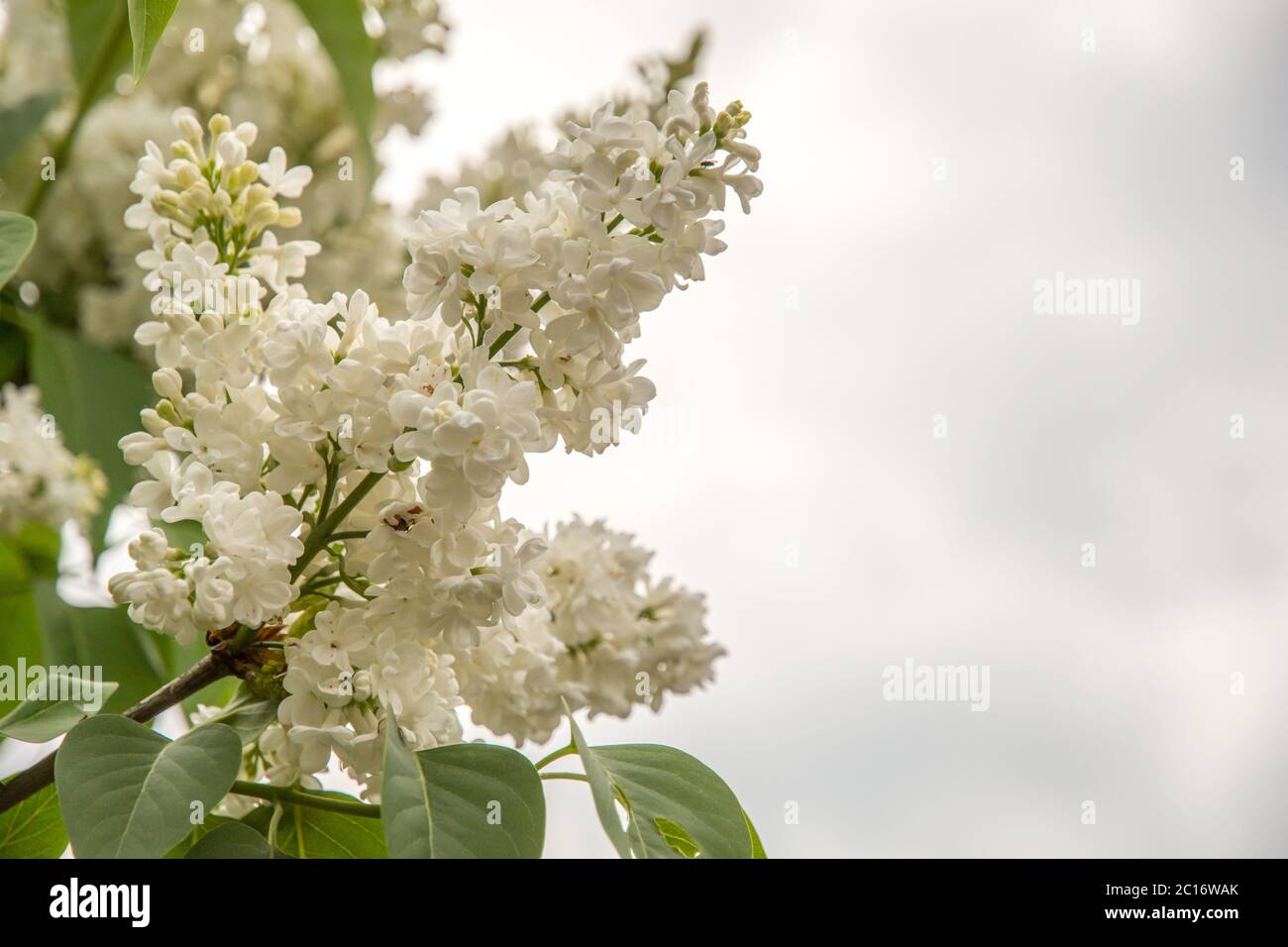 Spring flower season hi-res stock photography and images - Alamy