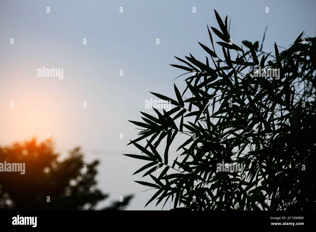 Bamboo at the sunset Stock Photo - Alamy