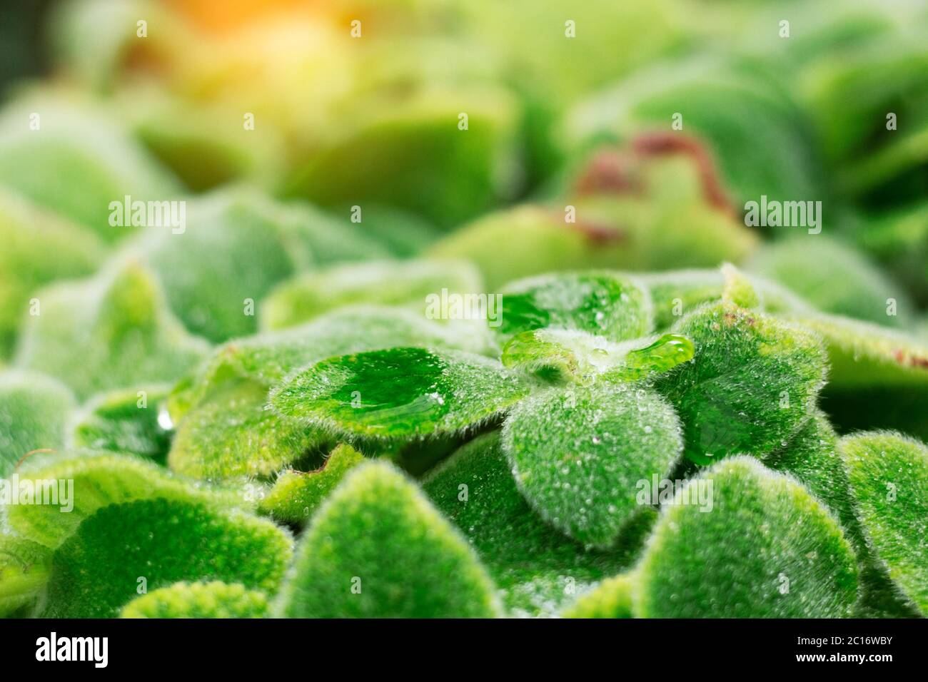 Desert flower drops hi-res stock photography and images - Alamy