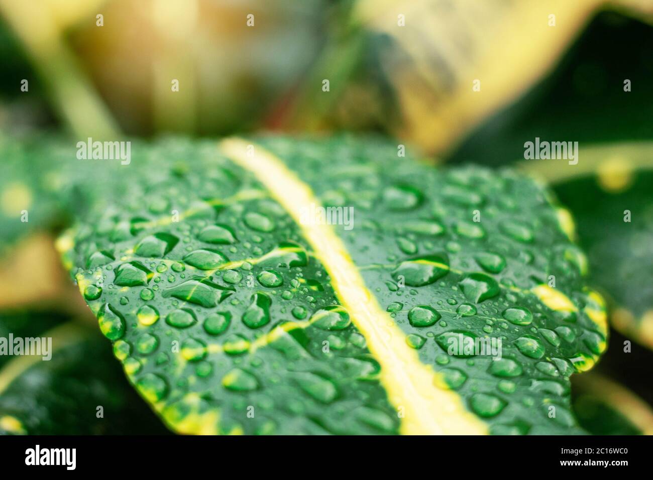 Water droplet in nature hi-res stock photography and images - Alamy