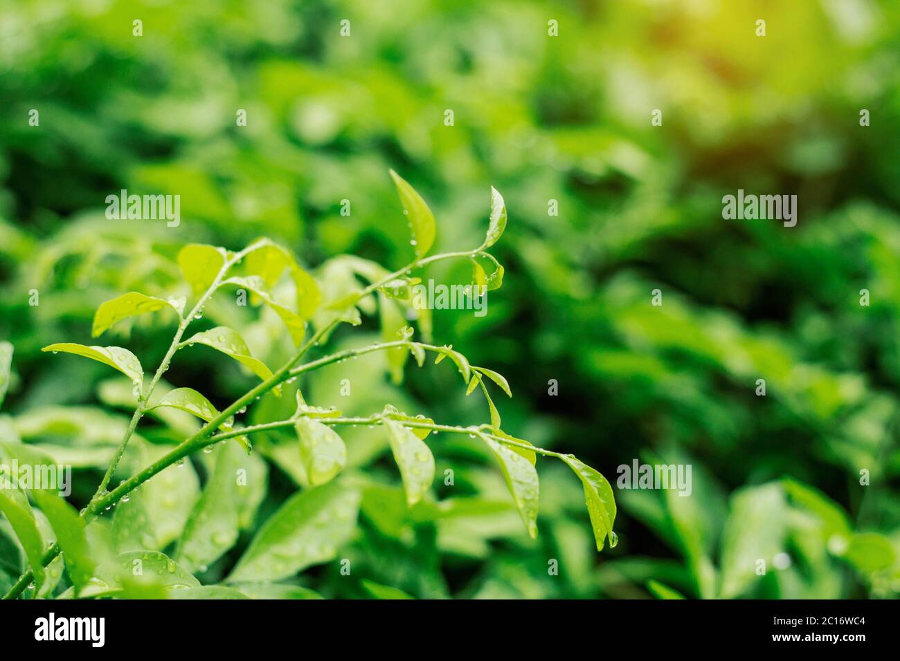 vegetation in rainy season Stock Photo - Alamy