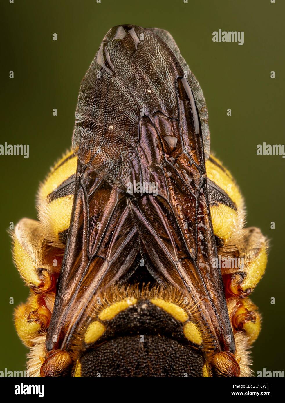 Anthidium florentinum manicatum sleeping attached to a branch with his ...