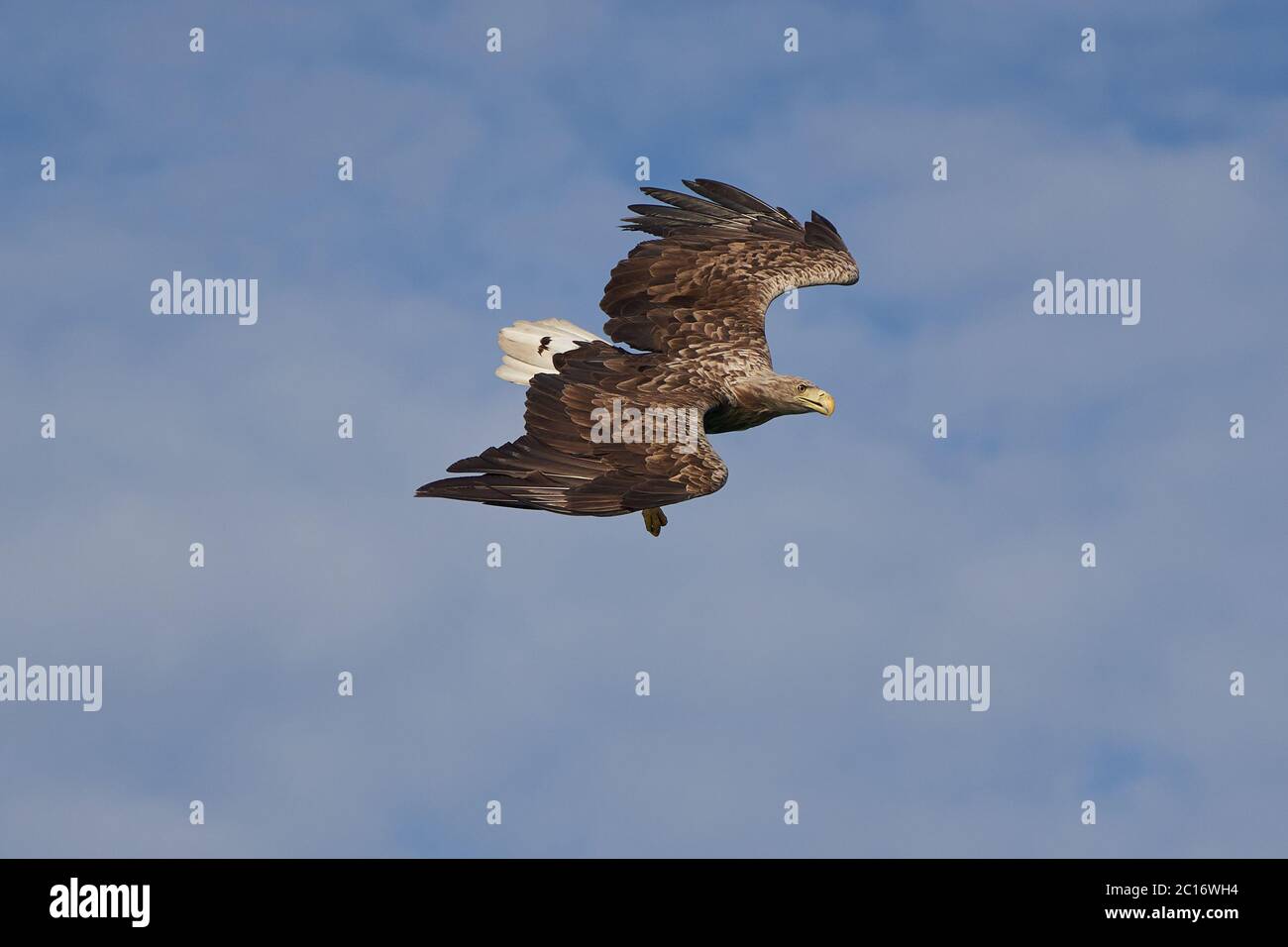 White tailed Eagle Catching eel Raptor Lake Hunting Stock Photo - Alamy