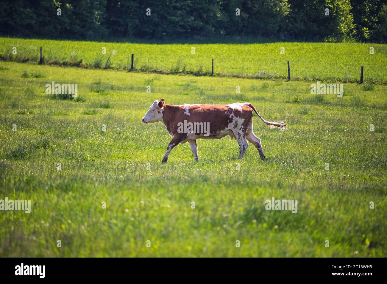 Calf running cow hi-res stock photography and images - Alamy