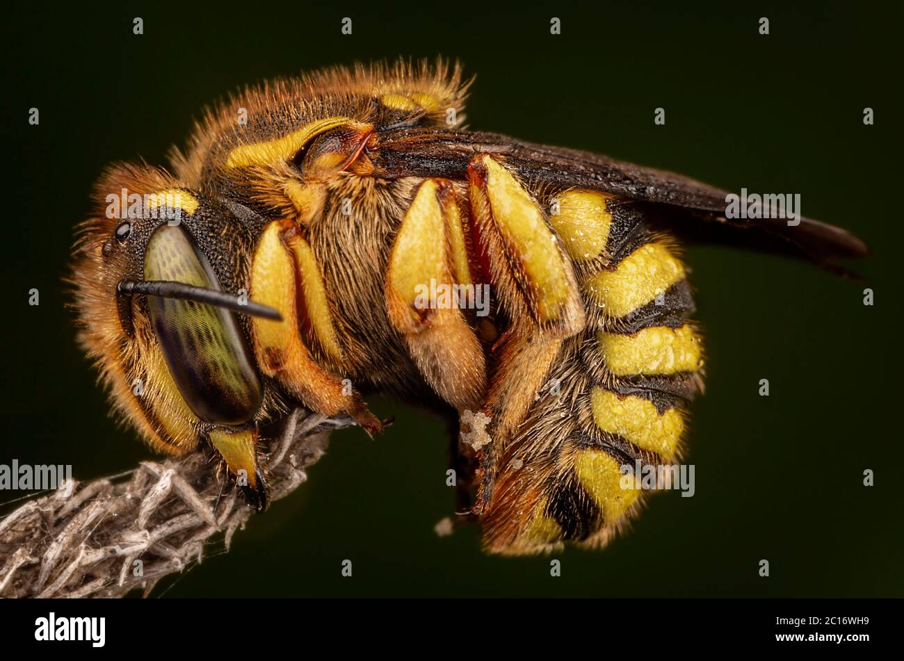 Anthidium florentinum manicatum sleeping attached to a branch with his ...