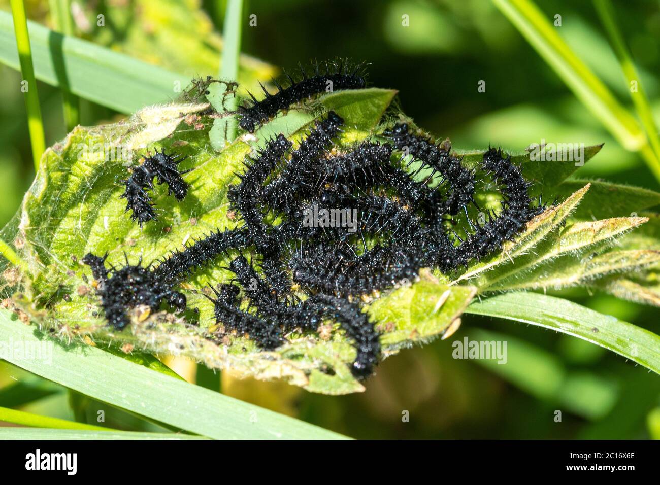Larvae (caterpillars) of the peacock butterfly (Aglais io) basking and ...