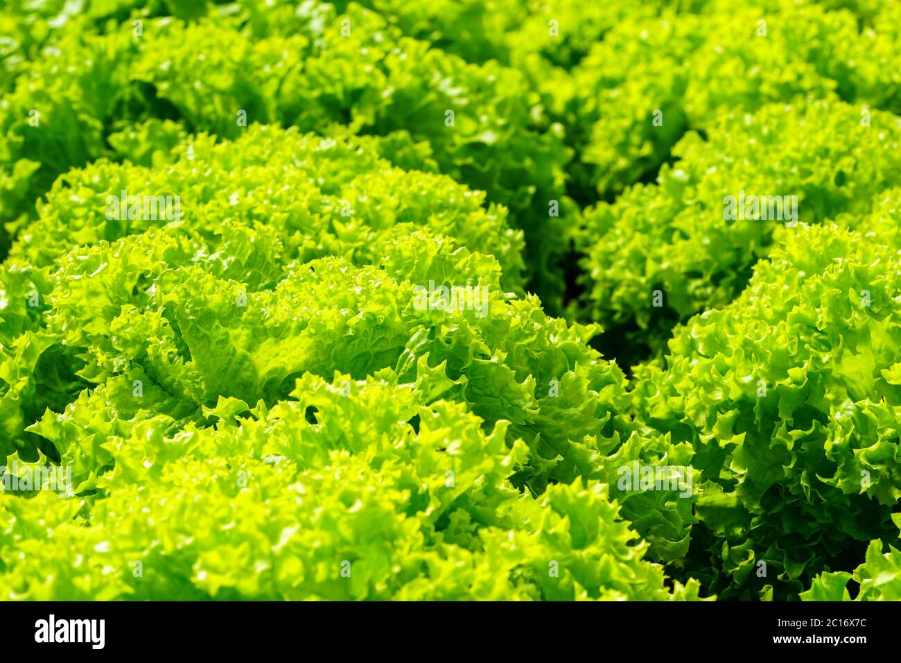 fresh green lettuce salad leaves as a wonderful natural background ...