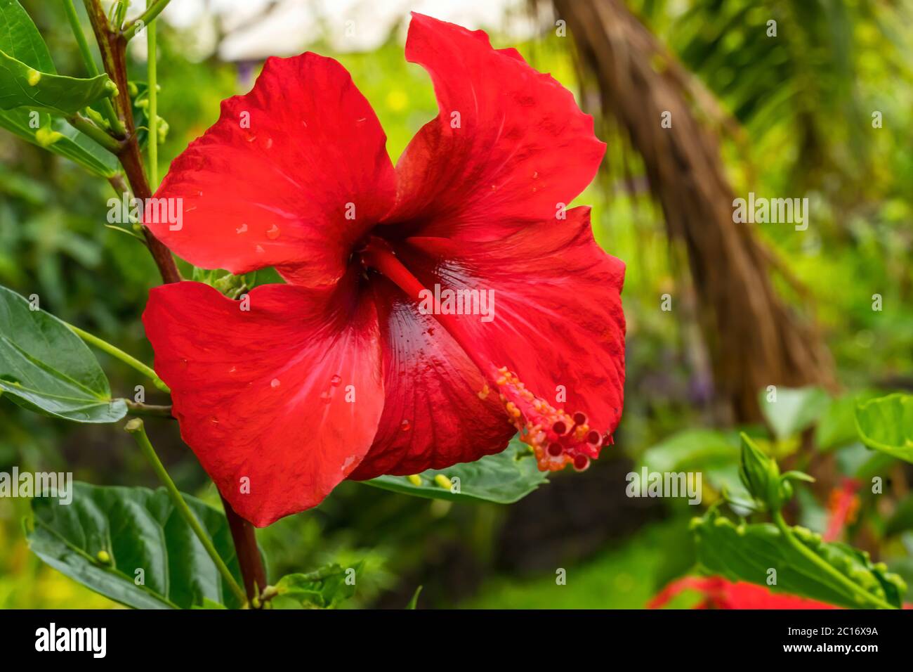 Red Painted Lady Tropical Hibiscus Flowers Green Leaves Easter Island ...