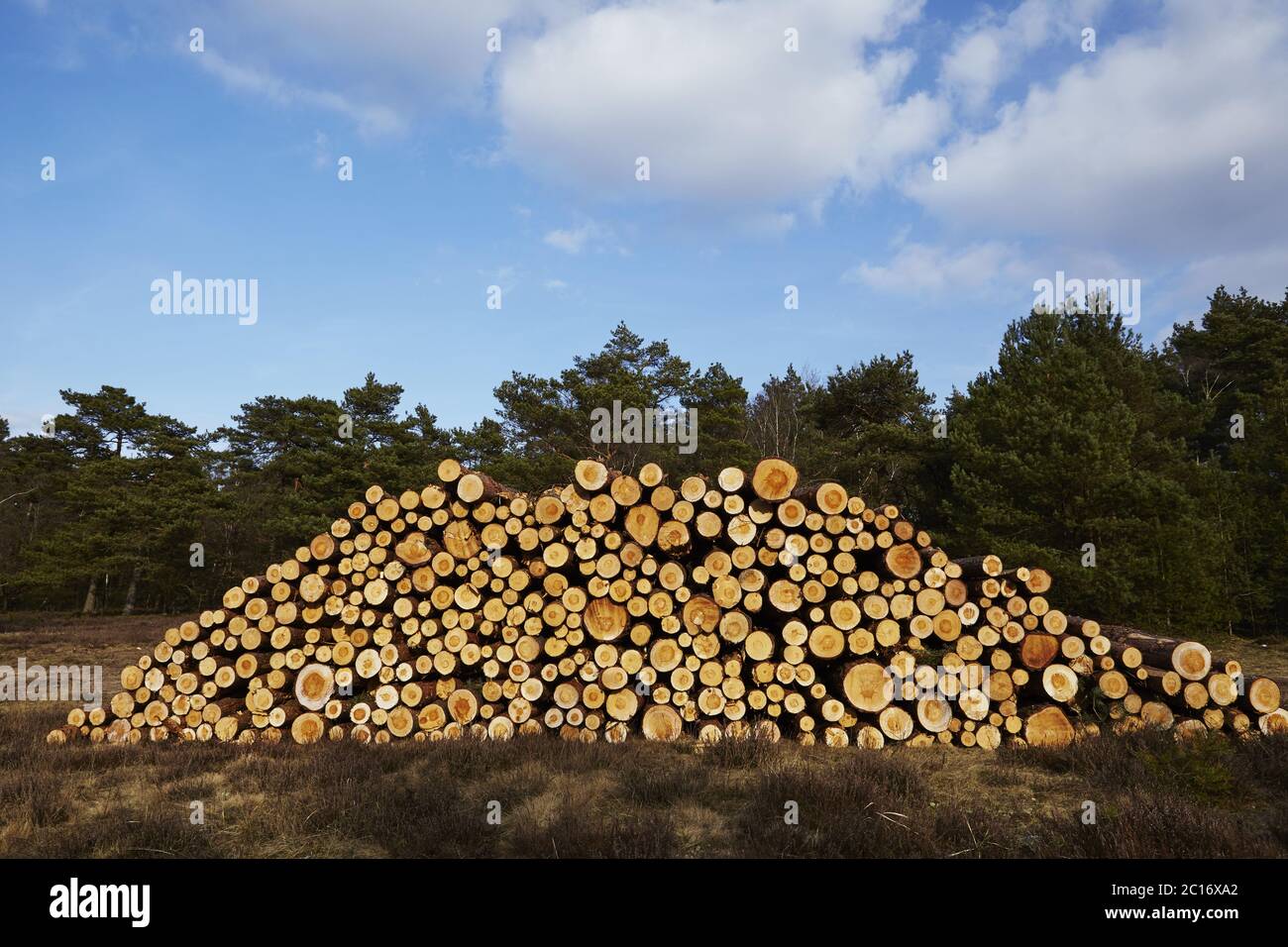 Forestry - wood stacks Stock Photo - Alamy