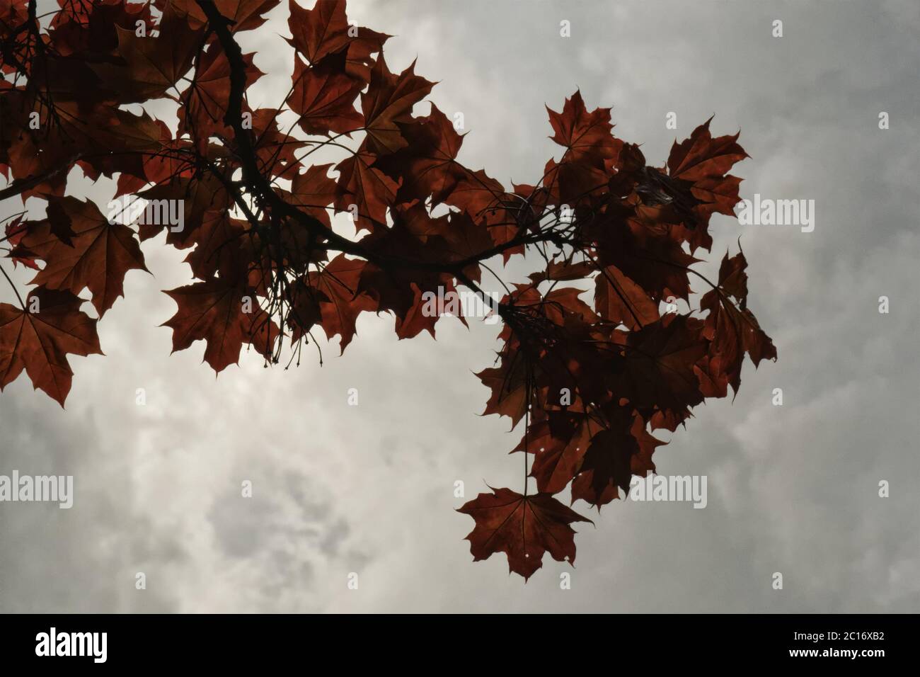 Maple clouds hi-res stock photography and images - Alamy